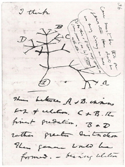 Eliciting project requirements with radiance