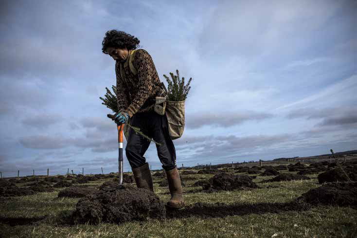 Forest Gumption | PMI