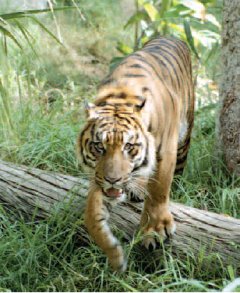 Tiger trap